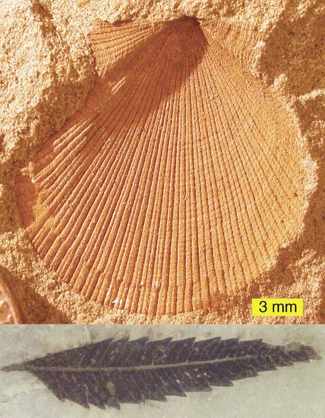 Episode 137 – Fossilization – The Common Descent Podcast