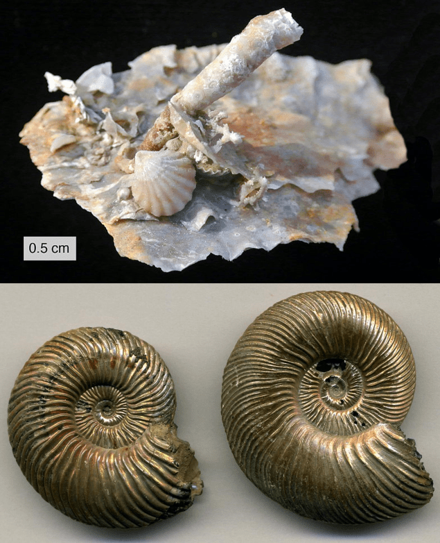 Episode 137 – Fossilization – The Common Descent Podcast