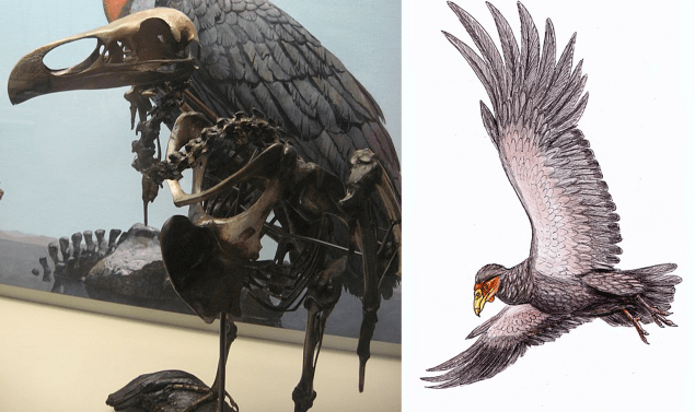 Episode 139 – Vultures – The Common Descent Podcast