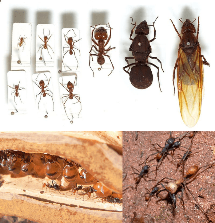 Episode 149 – Ants – The Common Descent Podcast