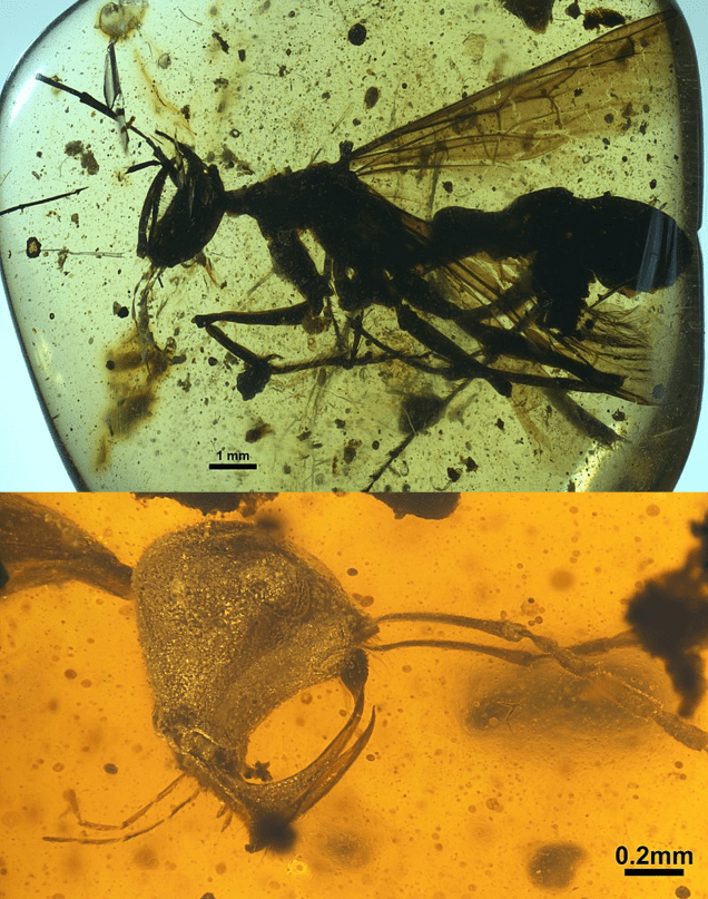 Episode 149 – Ants – The Common Descent Podcast