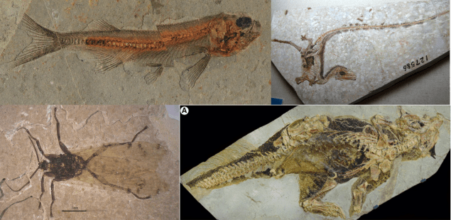 Episode 152 – The Jehol Biota – The Common Descent Podcast