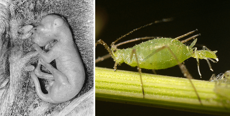 Episode 154 – Live Birth – The Common Descent Podcast