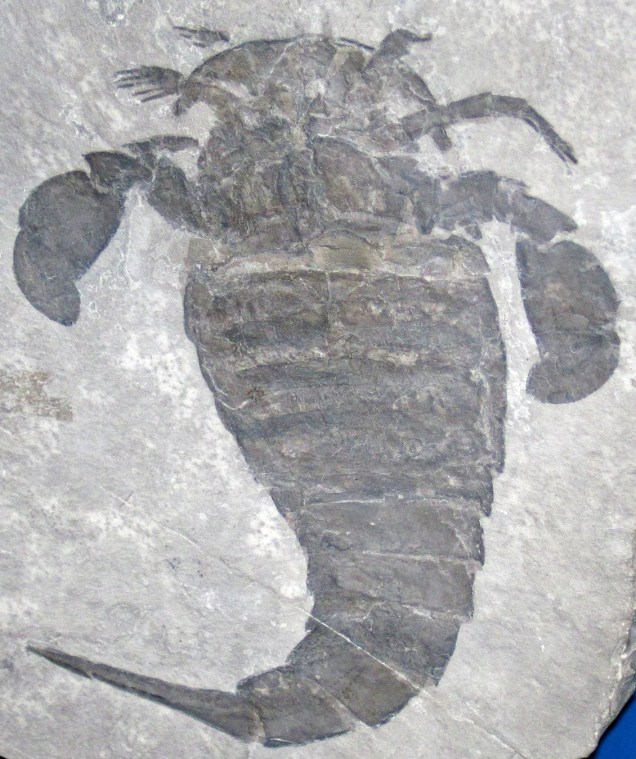 Episode 156 – Eurypterids (Sea Scorpions) – The Common Descent Podcast
