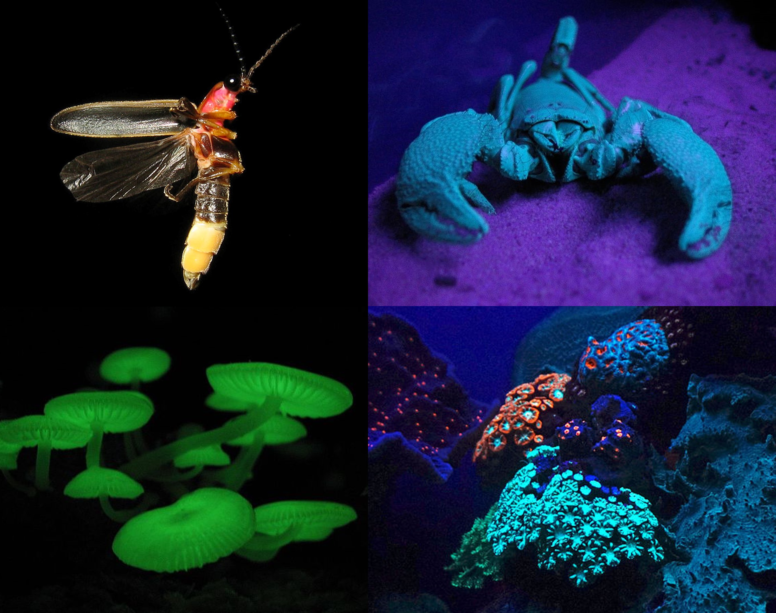Episode 157 – Bioluminescence and Biofluorescence – The Common Descent ...