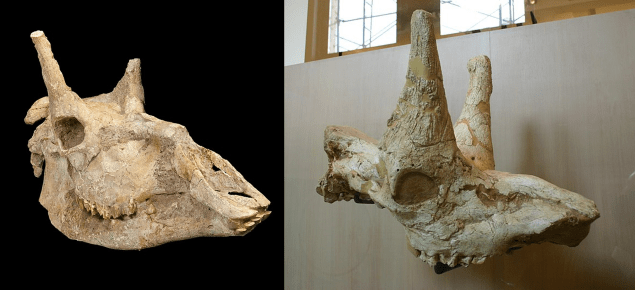 Episode 159 – Giraffes – The Common Descent Podcast