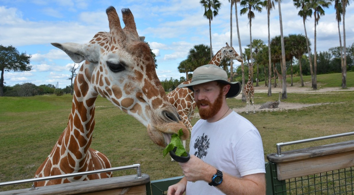 Episode 159 – Giraffes – The Common Descent Podcast