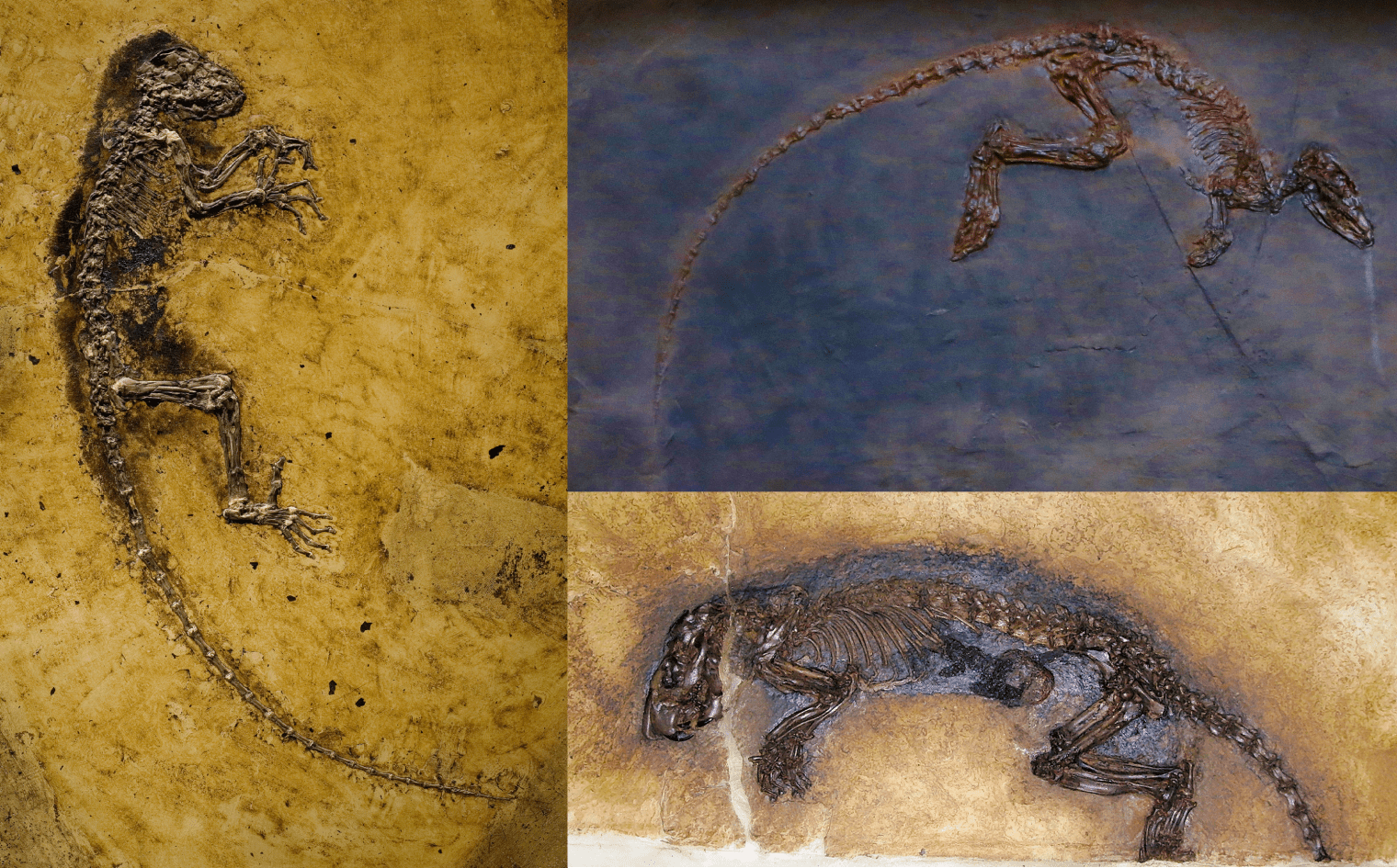 Episode 160 – The Messel Pit – The Common Descent Podcast