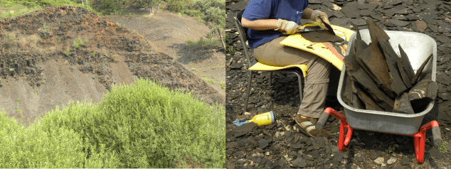 Episode 160 – The Messel Pit – The Common Descent Podcast