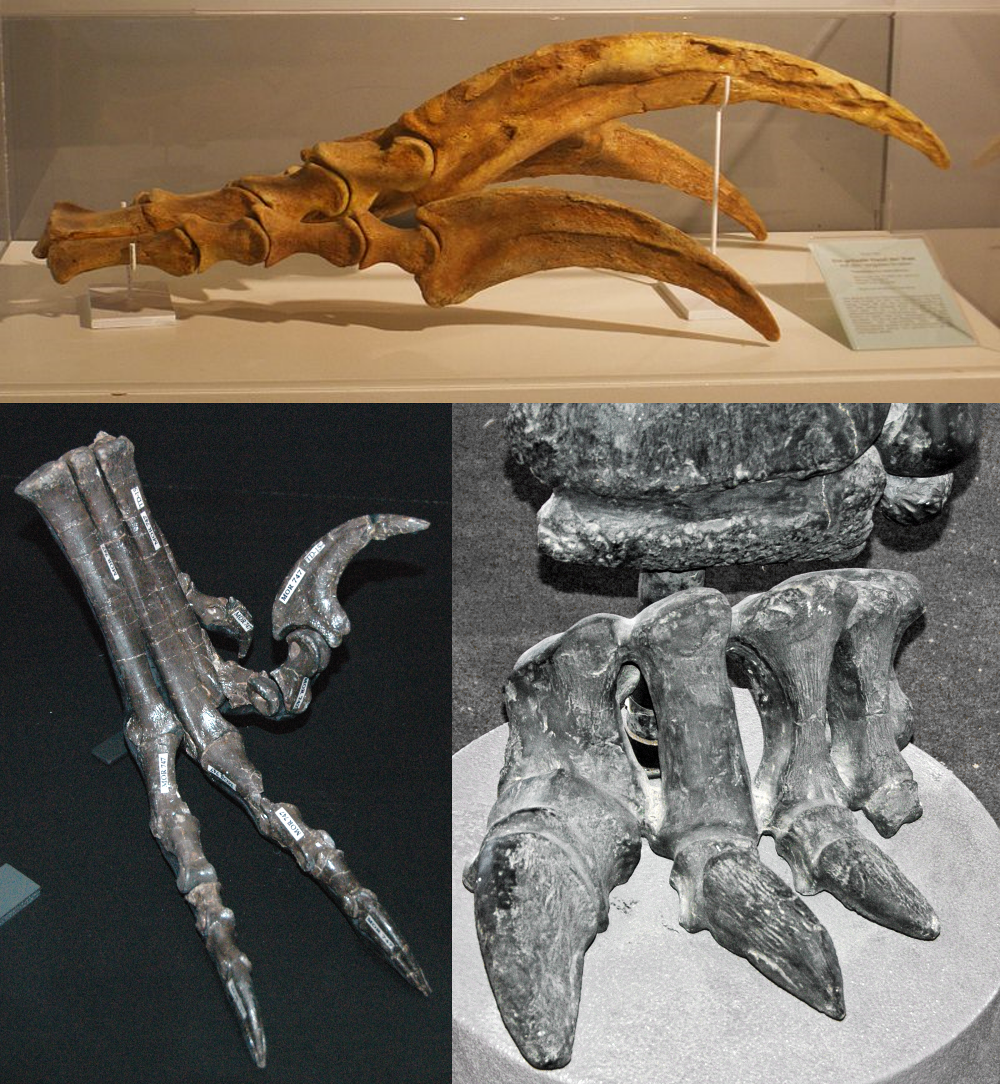 Episode 163 – Claws – The Common Descent Podcast
