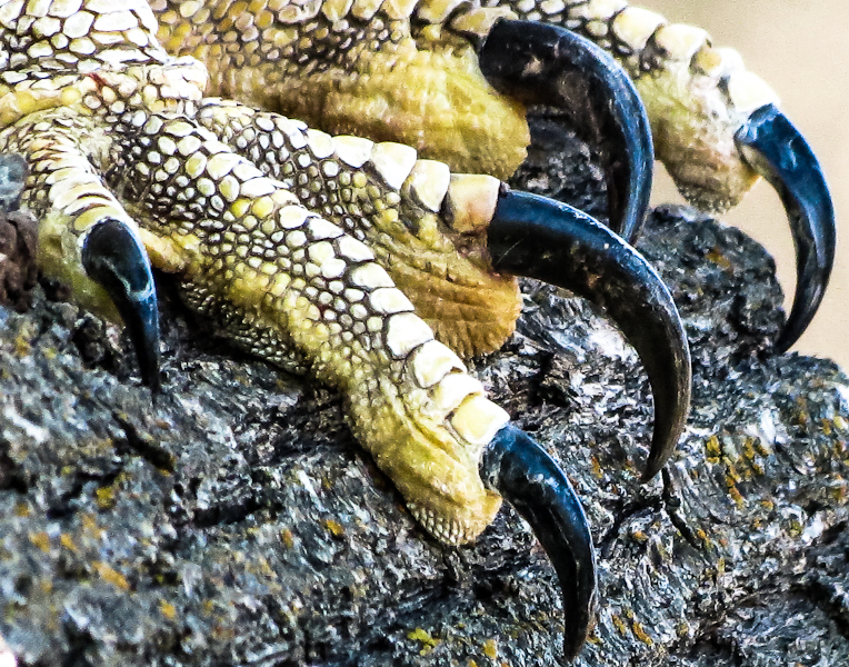 Episode 163 – Claws – The Common Descent Podcast