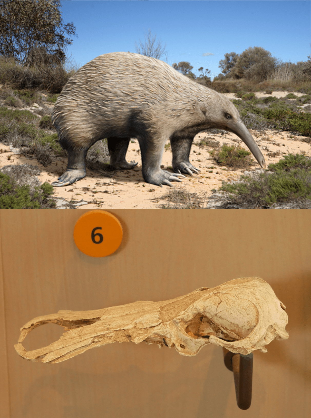 Episode 166 – Monotremes – The Common Descent Podcast