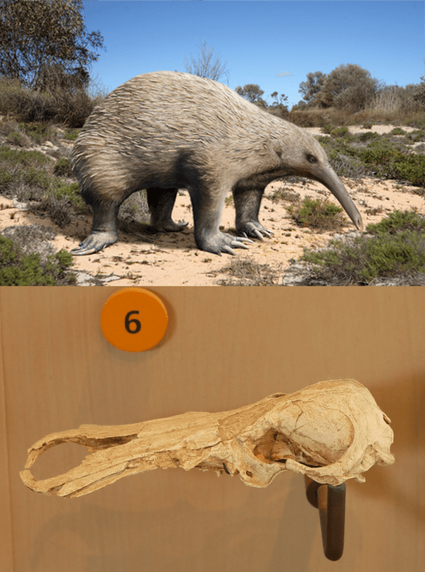 Episode 166 – Monotremes – The Common Descent Podcast