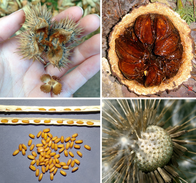 Episode 165 – Fruit – The Common Descent Podcast