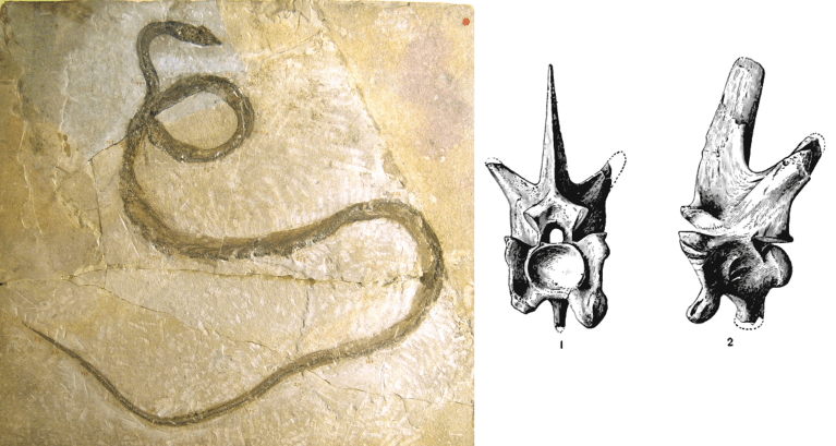 Episode 169 – Sea Snakes – The Common Descent Podcast