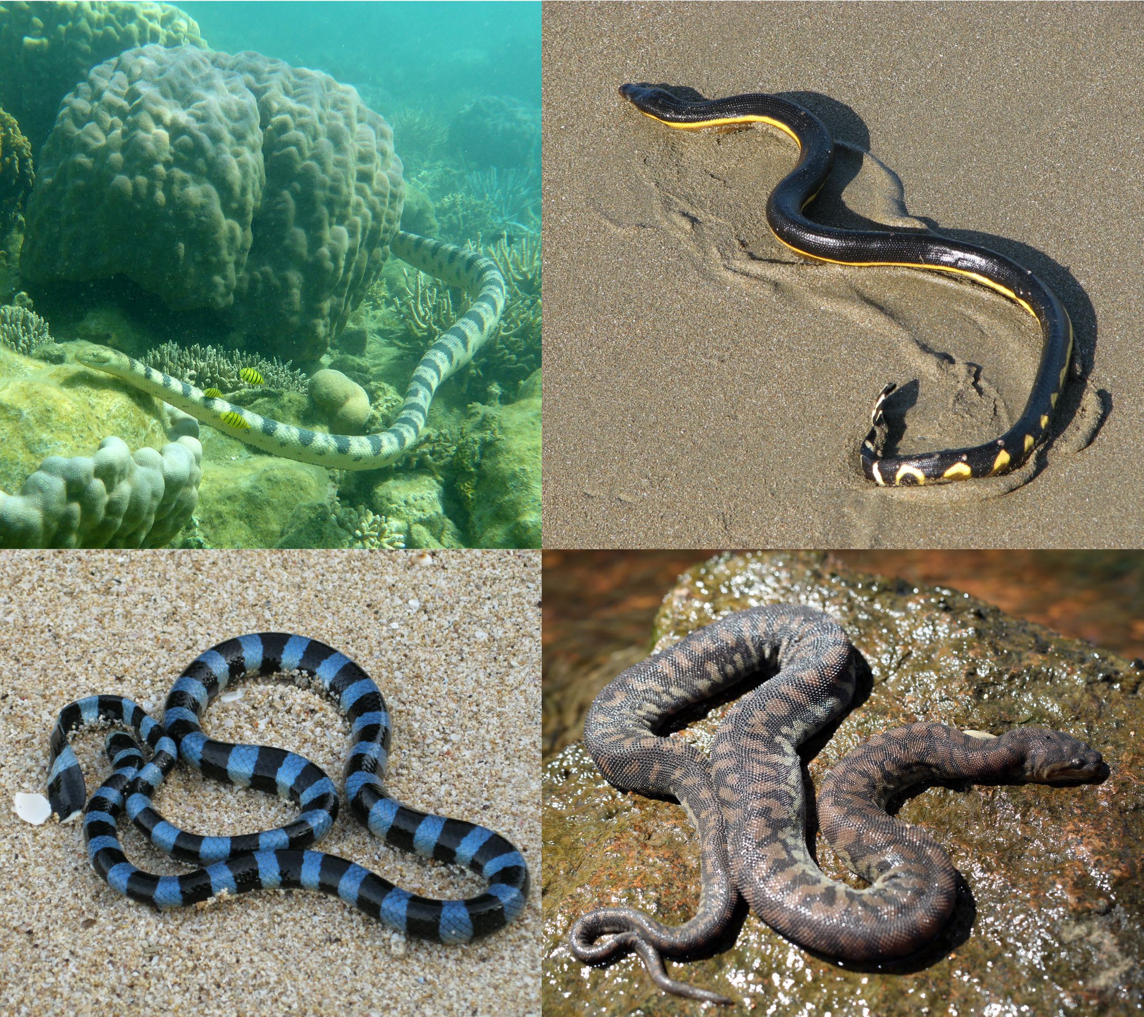 Episode 169 – Sea Snakes – The Common Descent Podcast
