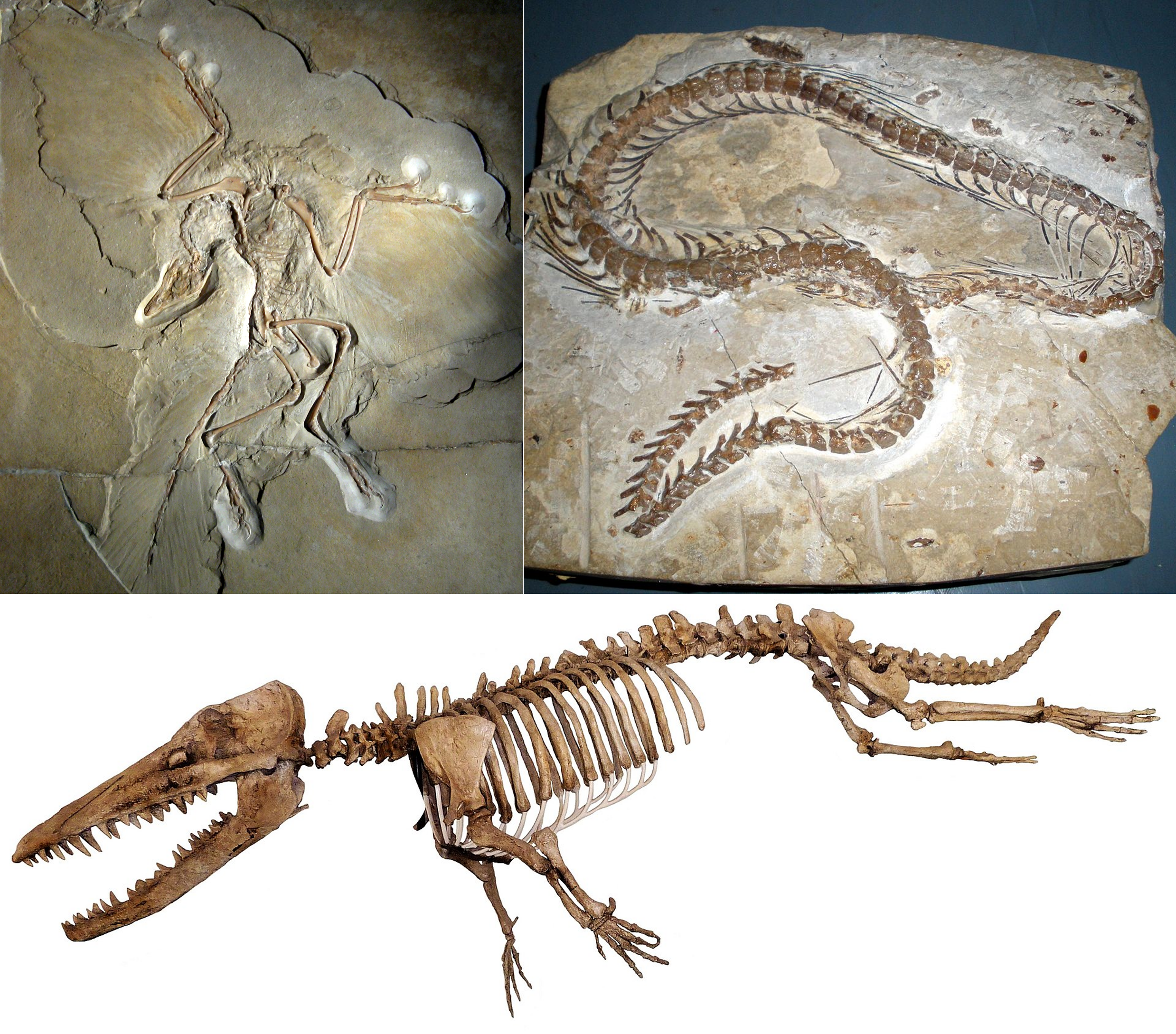 Episode 171 – The Tethys Sea – The Common Descent Podcast