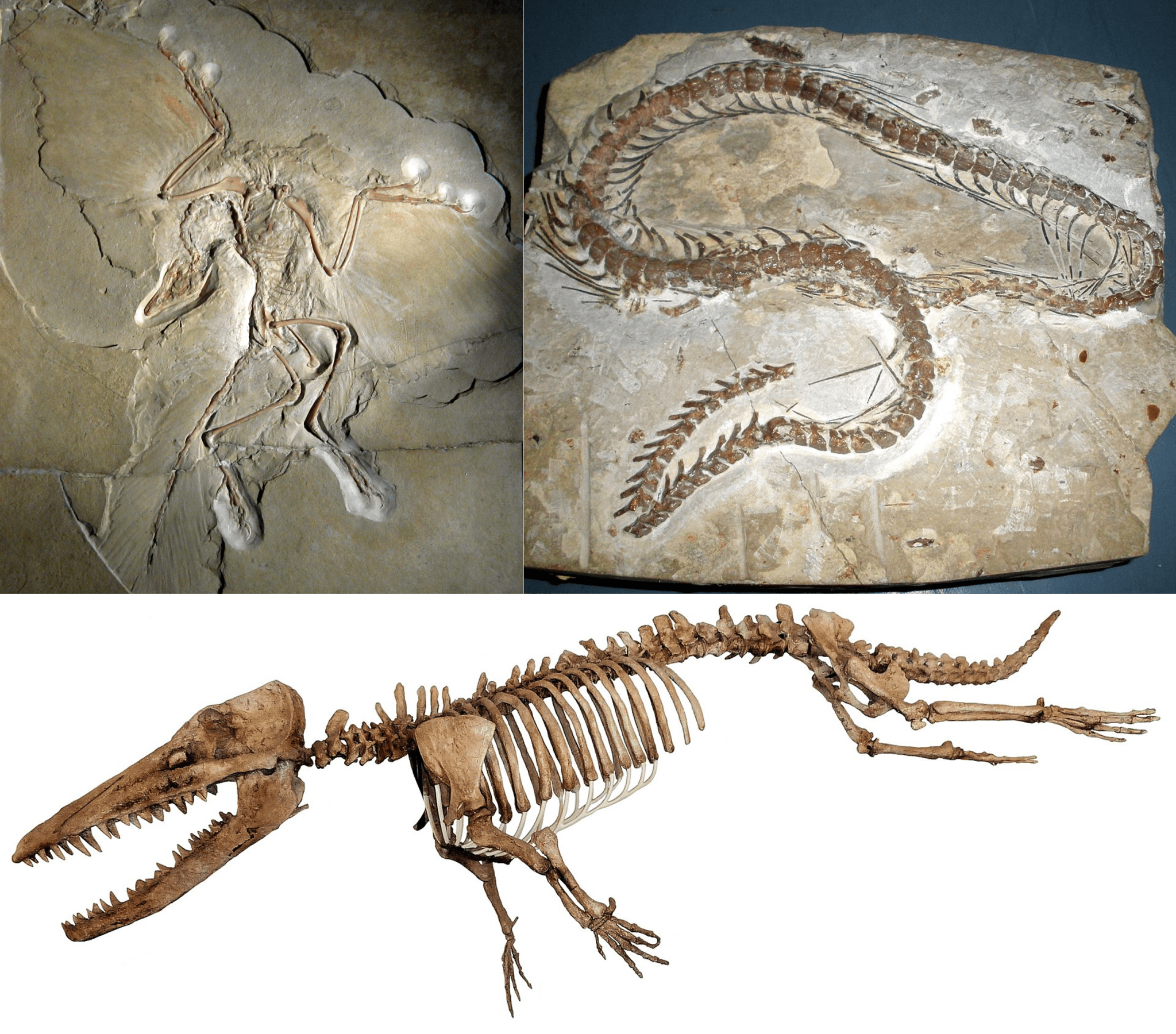 Episode 171 – The Tethys Sea – The Common Descent Podcast