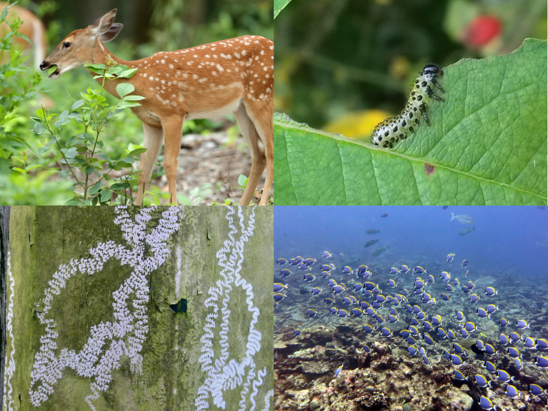 Episode 173 – Herbivores (Plant-Eaters) – The Common Descent Podcast