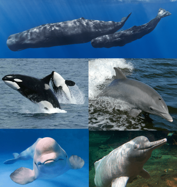 Episode 172 – Toothed Whales – The Common Descent Podcast