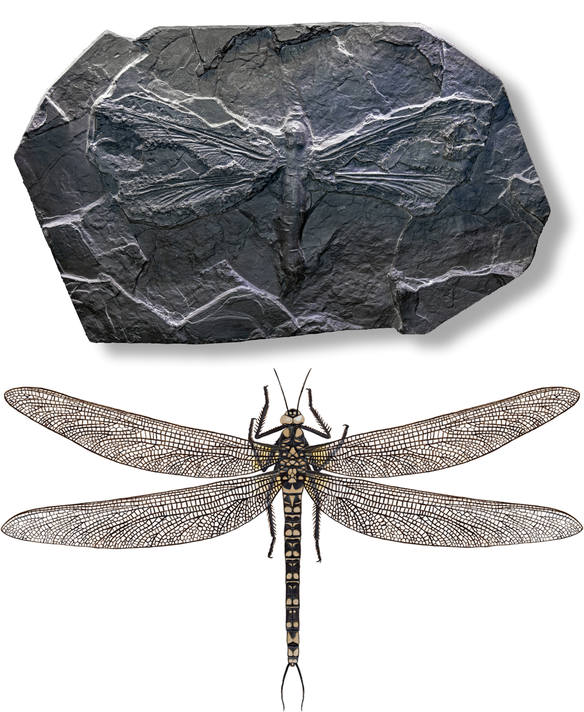 Episode 181 – Dragonflies – The Common Descent Podcast