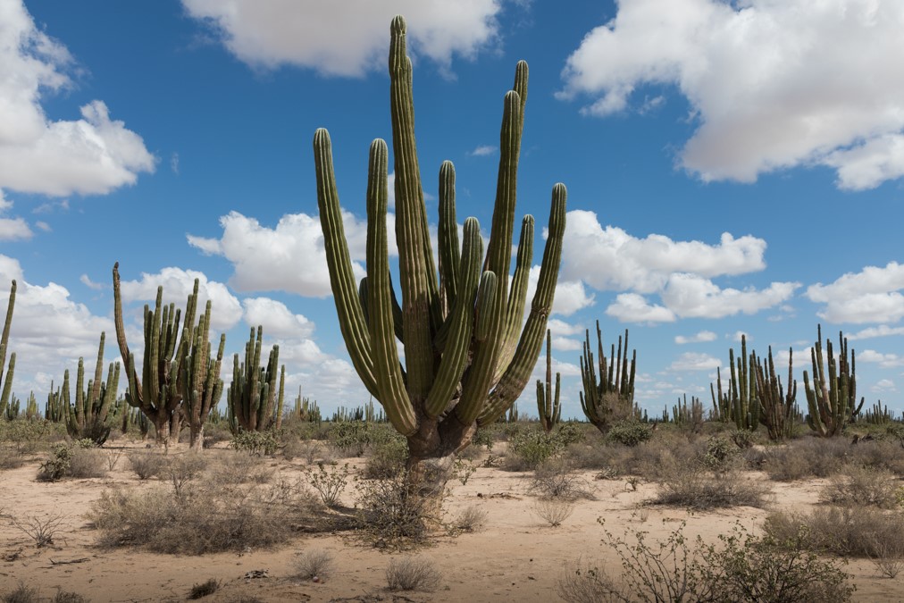 Episode 185 – Cacti – The Common Descent Podcast
