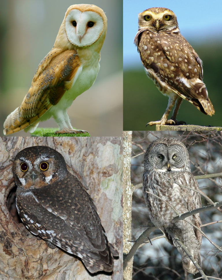 Episode 186 – Owls – The Common Descent Podcast