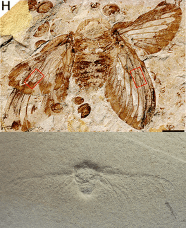 Episode 190 – Cicadas – The Common Descent Podcast