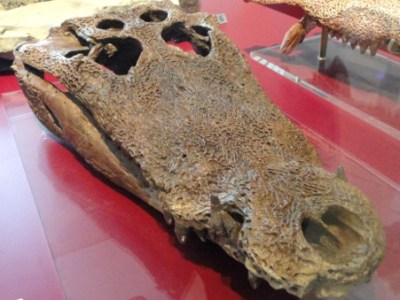 The Common Descent Podcast – Join David and Will as they explore the ...