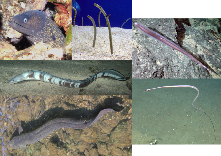 Episode 198 – Eels – The Common Descent Podcast