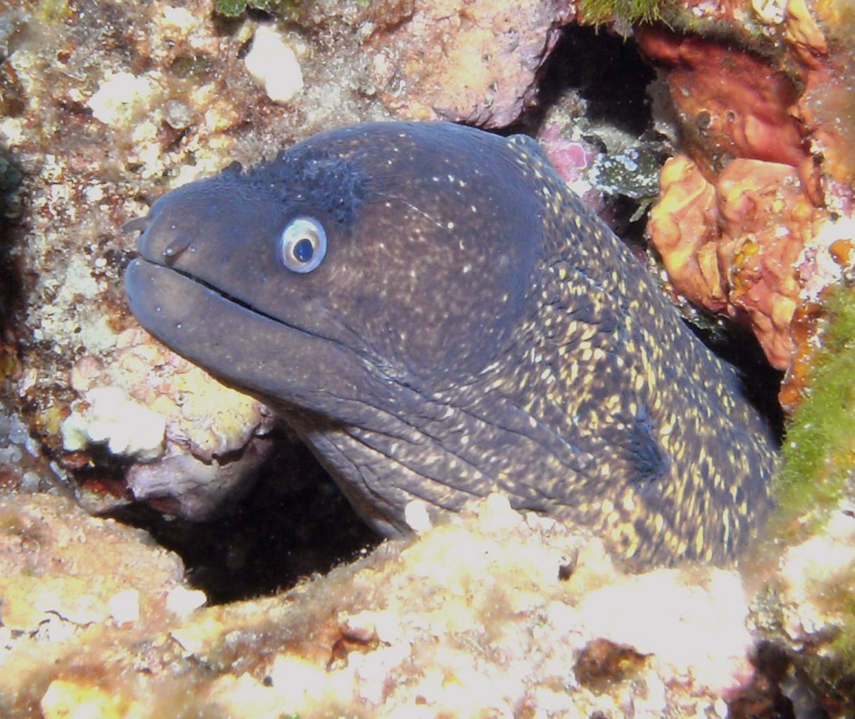 Episode 198 – Eels – The Common Descent Podcast