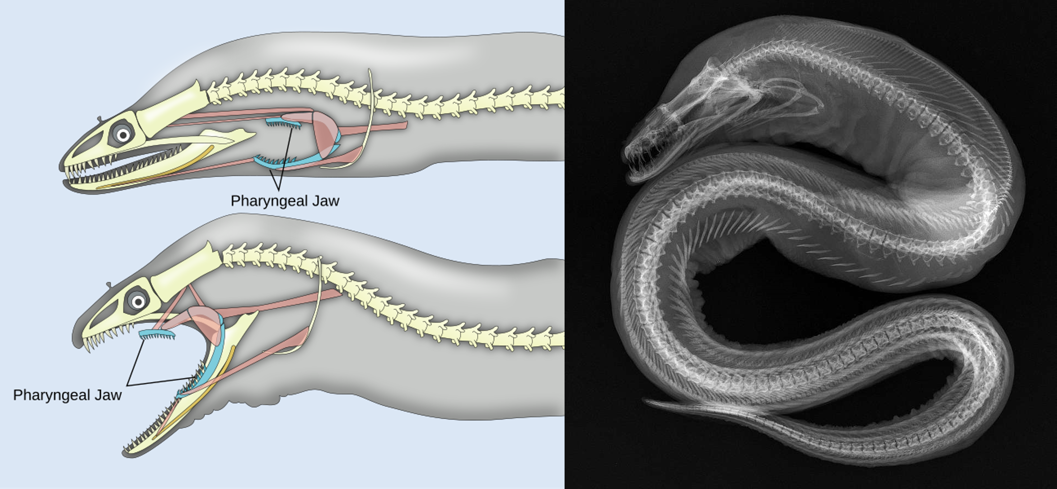 Episode 198 – Eels – The Common Descent Podcast