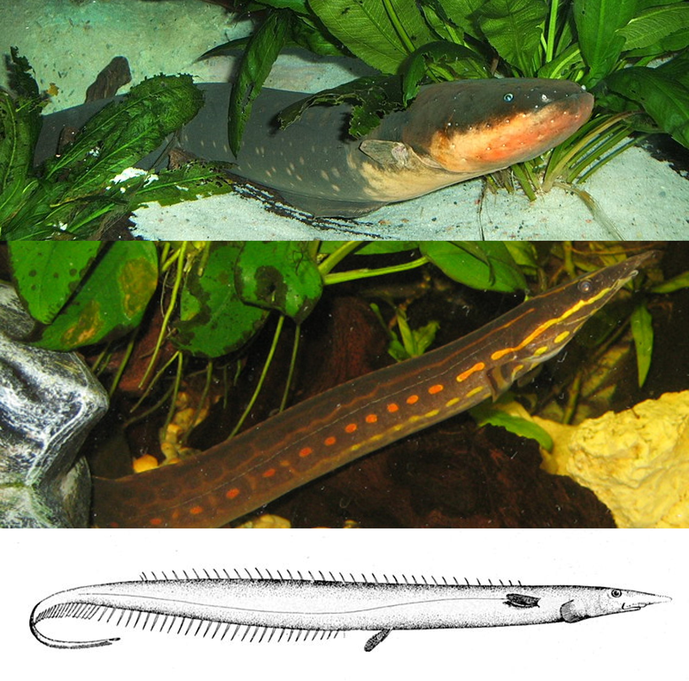 Episode 198 – Eels – The Common Descent Podcast