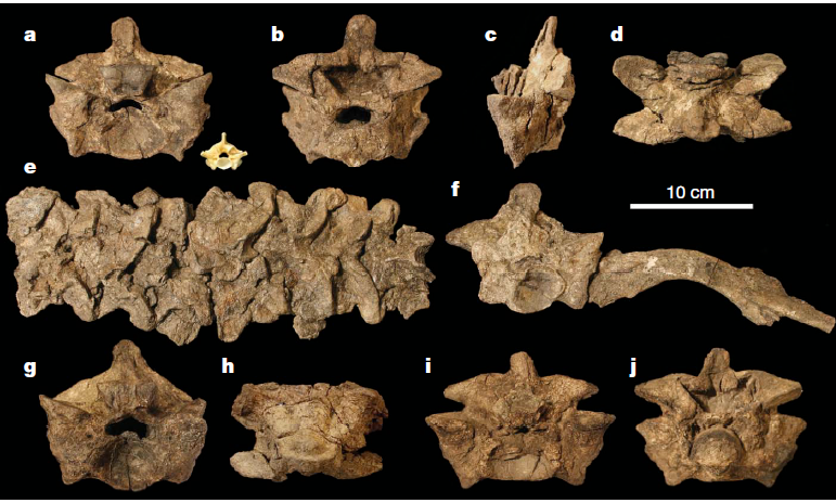 Episode 196 – Boas and Pythons – The Common Descent Podcast