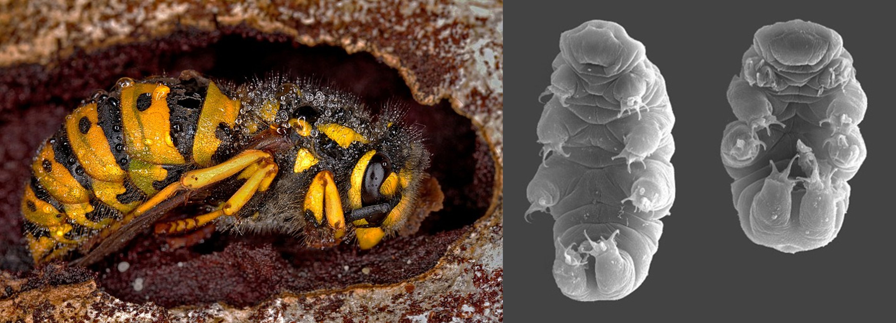 Episode 199 – Hibernation – The Common Descent Podcast