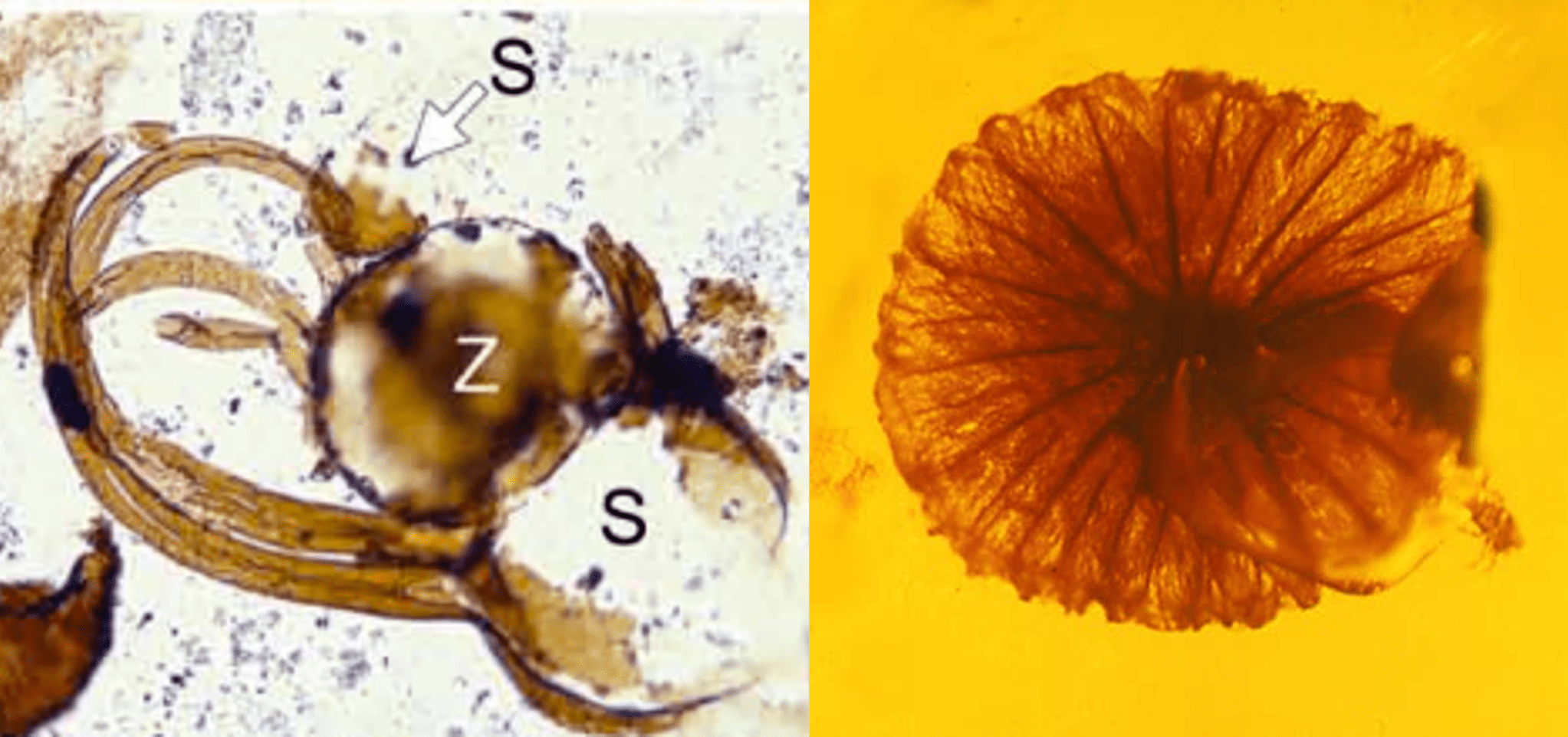 Episode 200 – Fungi – The Common Descent Podcast