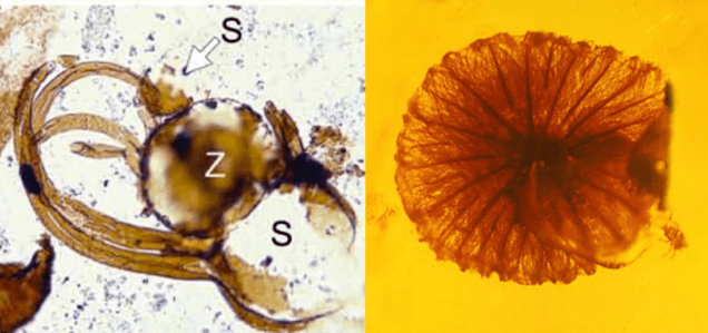 Episode 200 – Fungi – The Common Descent Podcast
