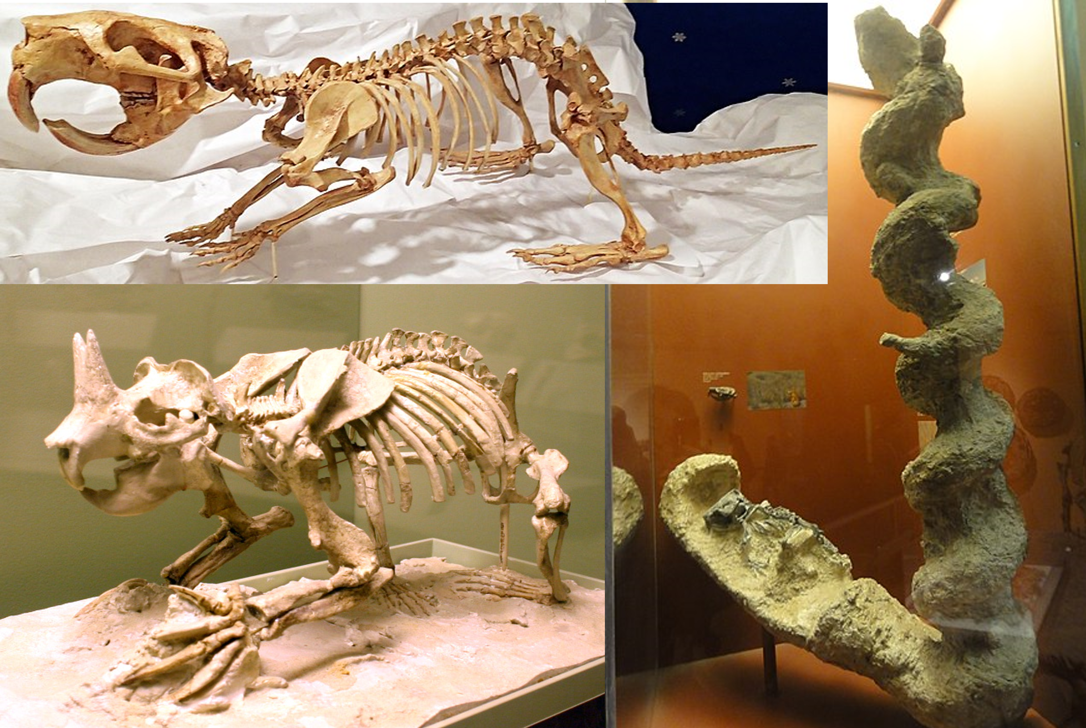 Episode 203 – Rodents – The Common Descent Podcast