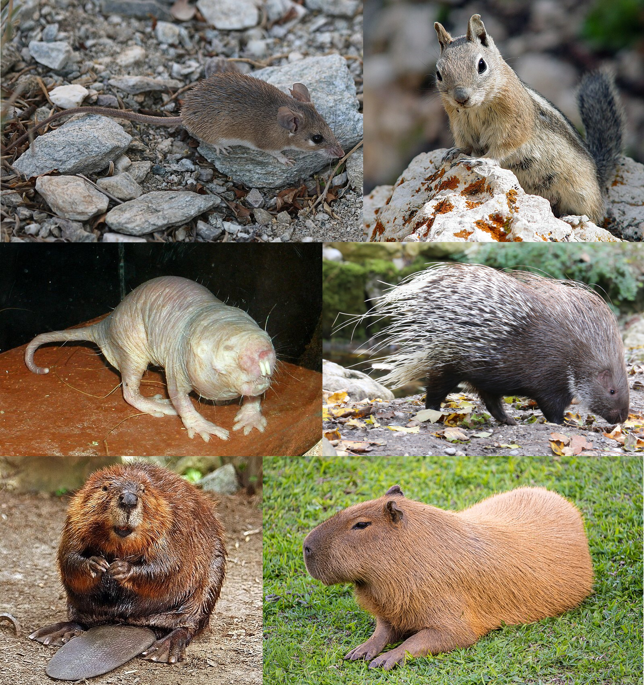 Episode 203 – Rodents – The Common Descent Podcast