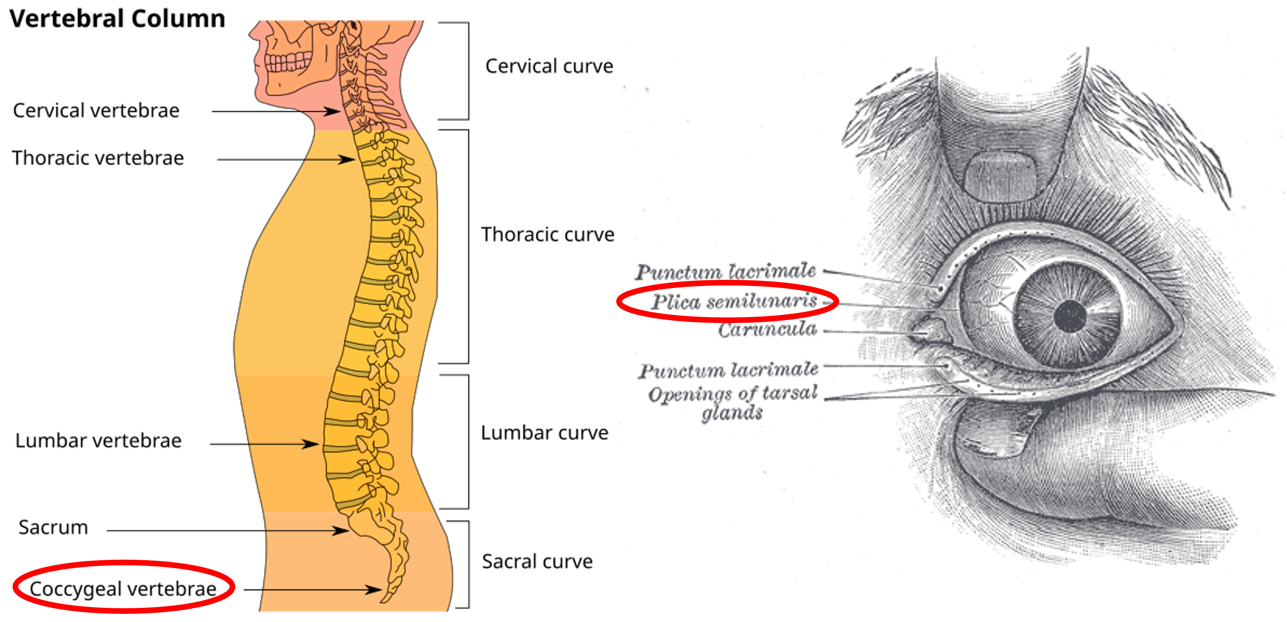 Episode 206 – Vestigial Structures – The Common Descent Podcast