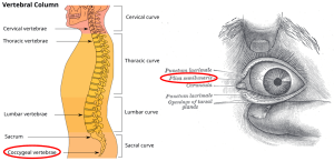 Episode 206 – Vestigial Structures – The Common Descent Podcast