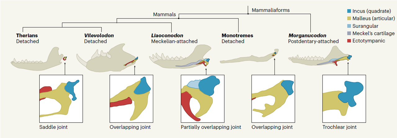Episode 206 – Vestigial Structures – The Common Descent Podcast