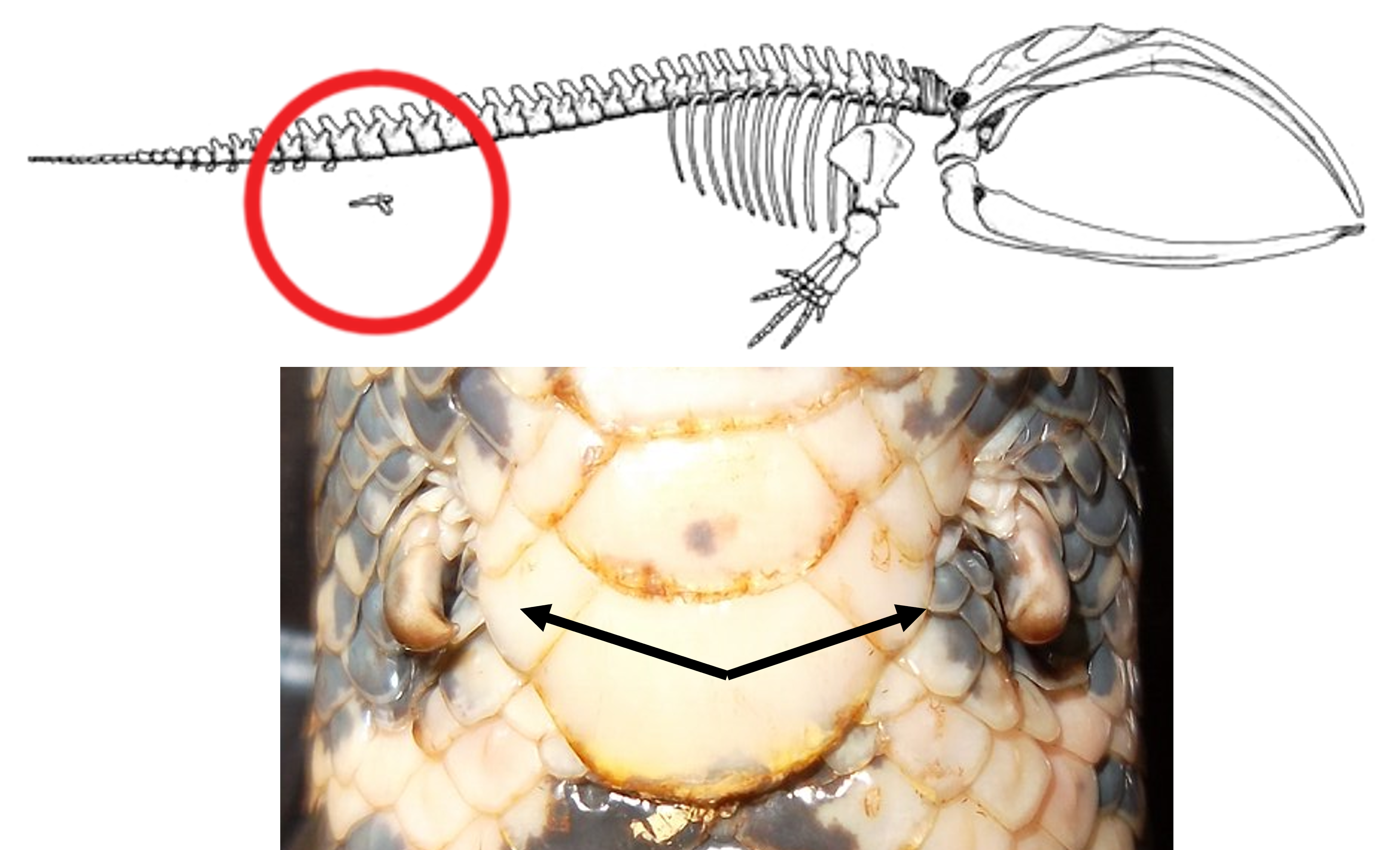 Episode 206 – Vestigial Structures – The Common Descent Podcast