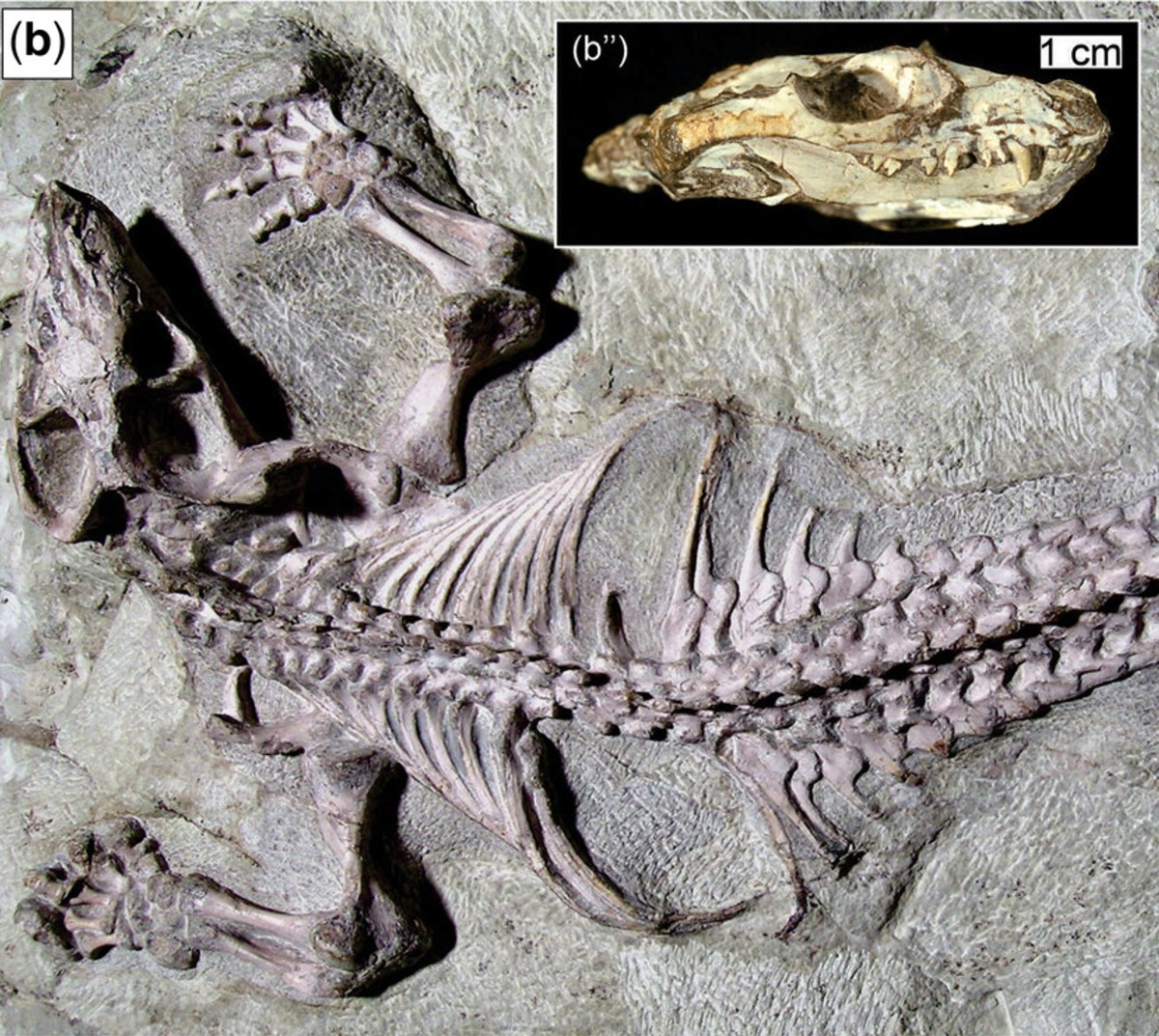 Episode 208 – The Karoo Supergroup – The Common Descent Podcast