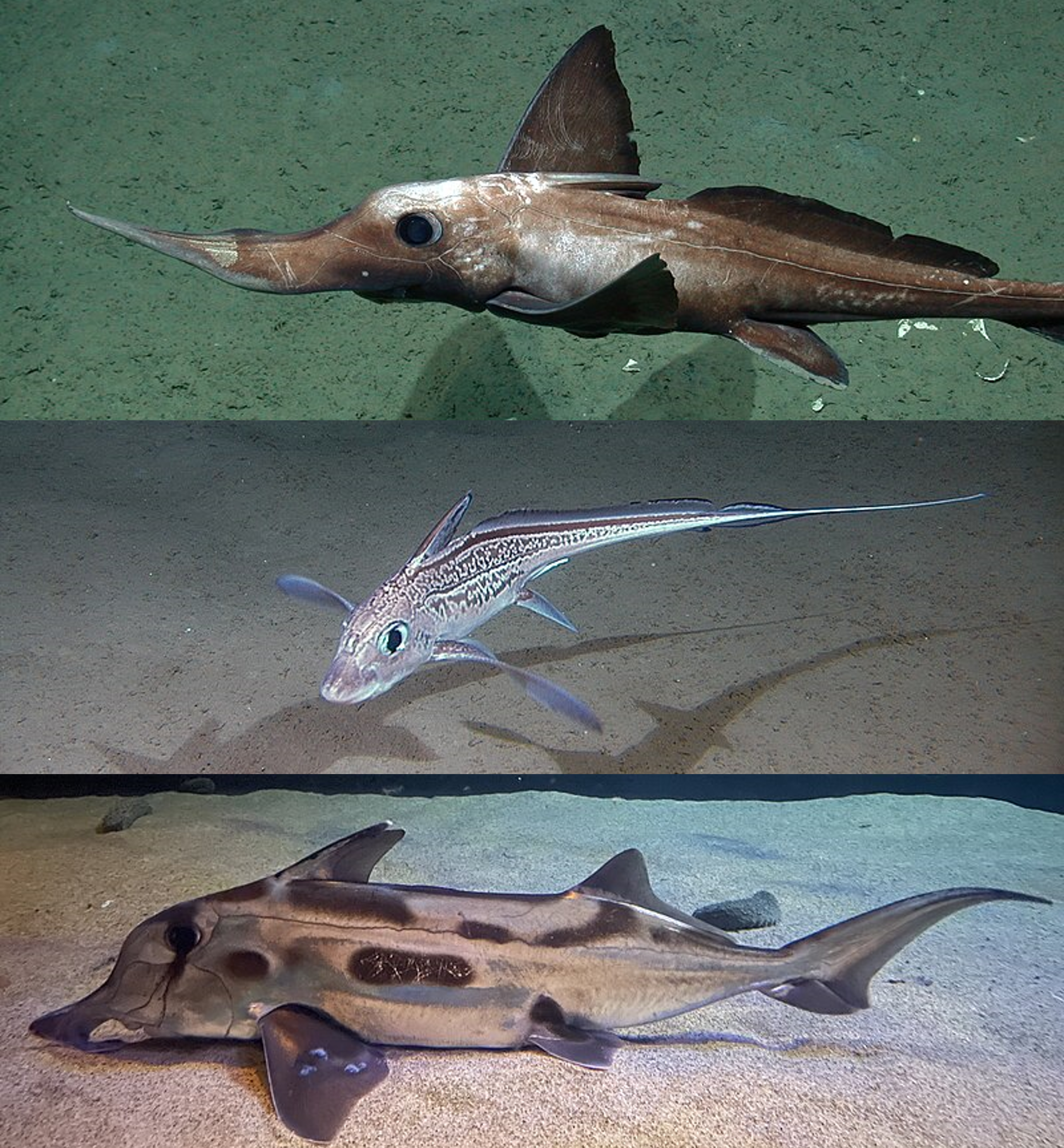 Episode 209 – Chimaeras – The Common Descent Podcast