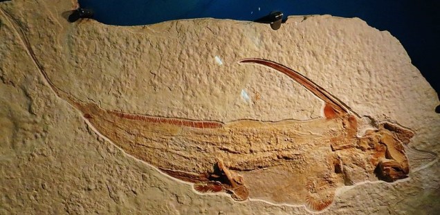 Episode 209 – Chimaeras – The Common Descent Podcast