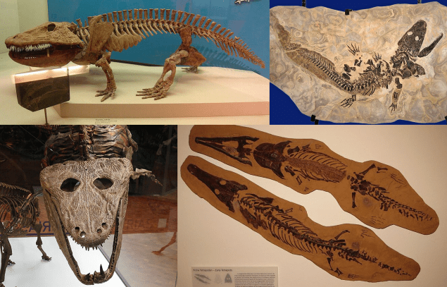 Episode 212 – Temnospondyls – The Common Descent Podcast