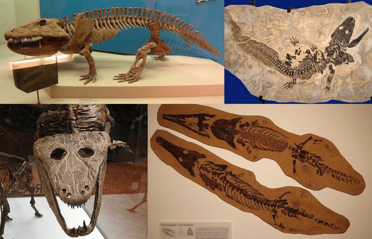 Episode 212 – Temnospondyls – The Common Descent Podcast