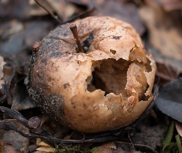 The Common Descent Podcast – Join David and Will as they explore the paleontologists ...