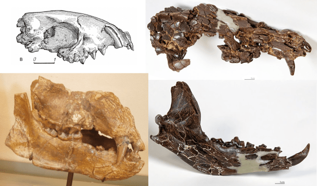 Episode 217 – Bears – The Common Descent Podcast